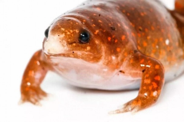 'Sapo zumbi' que emerge da terra é descoberto no Amazonas