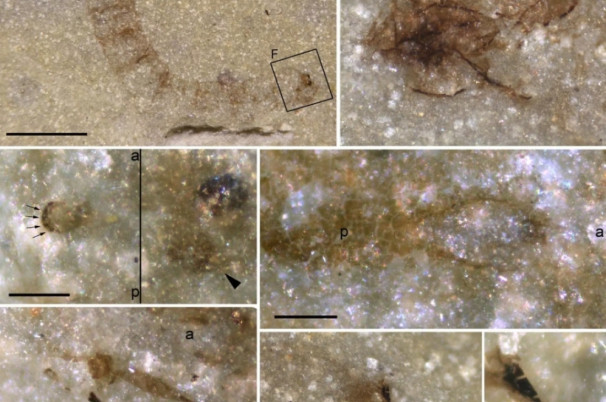Fóssil de larva de 247 milhões de anos revela adaptação a um mundo pós ...